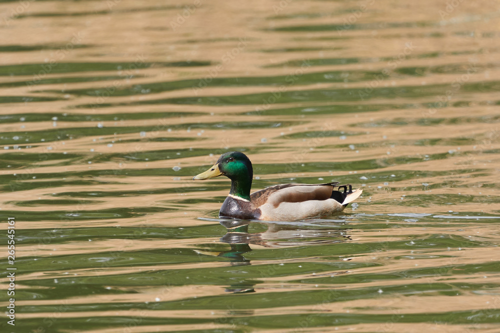 Colorful Male, drake, of Mallard or wild duck swimming on the water of ...