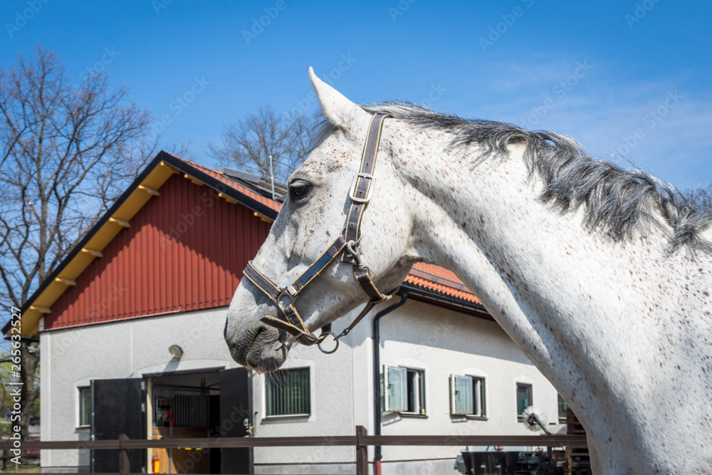 Horse head close up. White speckled horse with grey mane standing in ...