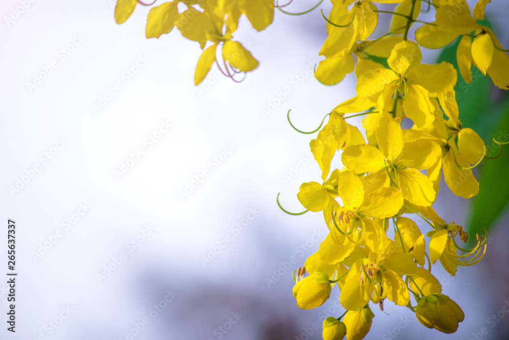 Golden Shower background image select focus , Cassia fistula flower,Ratchaphruek flower Kingdom ...