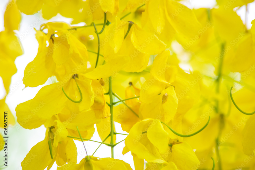Golden Shower background image select focus , Cassia fistula flower,Ratchaphruek flower Kingdom ...