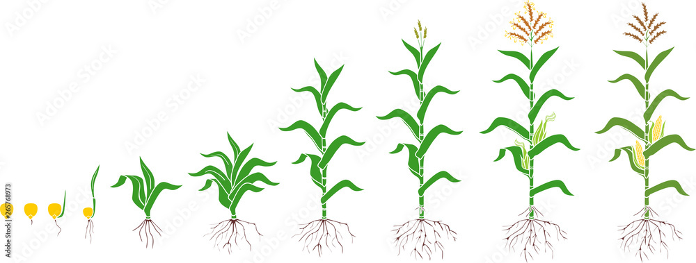 Life cycle of corn (maize) plant. Growth stages from seed to flowering ...