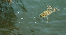 Spring Frog Free Stock Photo - Public Domain Pictures
