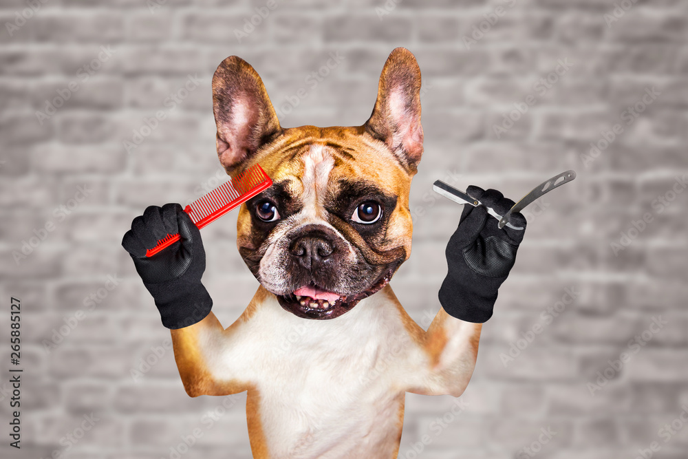 Stock-Foto „funny dog ginger french bulldog barber groomer hold ...