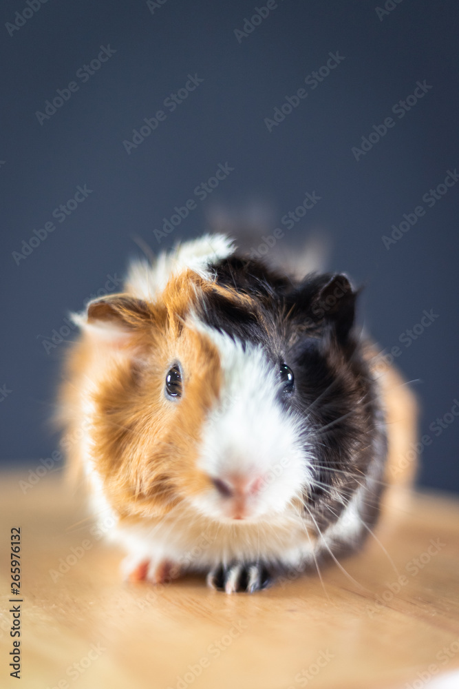 Guinea pig with 3 colors mix - face the camera and sit on a chair in ...