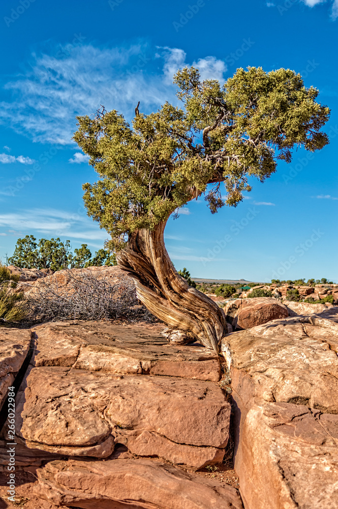 juniper tree desert