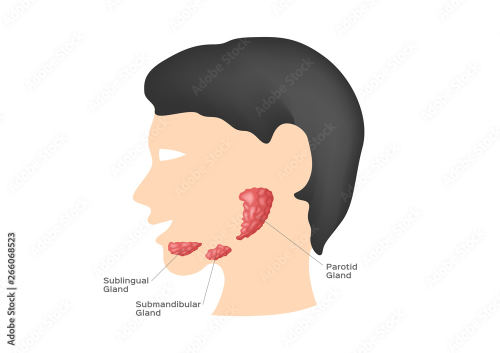 Salivary glands ( sublingual , submandibular and parotid gland ...