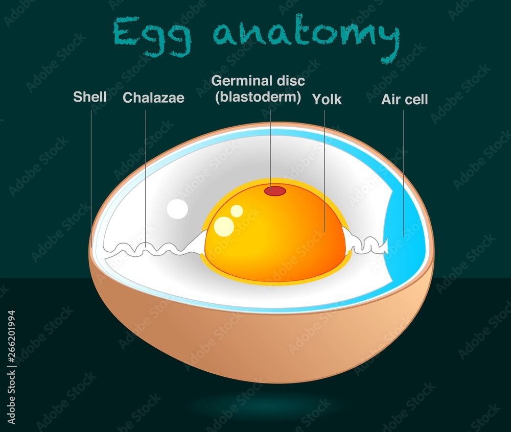 Стоковое векторное изображение «Cross section of egg. Egg anatomy. Bird ...