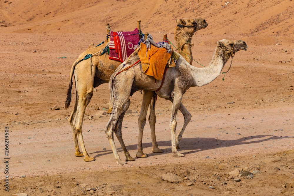 Dromedary from the Sinai Peninsula. Arabian camel (Camelus dromedarius ...