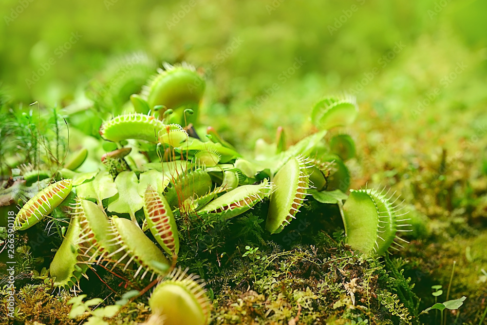 Photo Stock Predator Venus Flytrap Plant. Leaves of venus flytrap ...