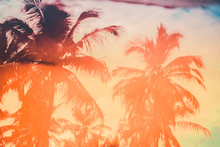 Palm Tree Background Free Stock Photo - Public Domain Pictures
