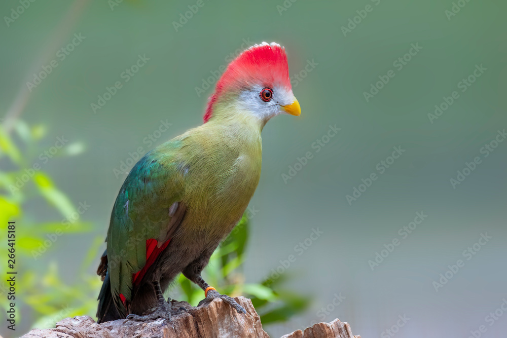 Red-crested Turaco (Tauraco erythrolophus), Native to western Angola ...