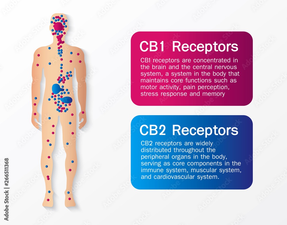 How medical cannabis affects the human body the endocannbinoid system ...