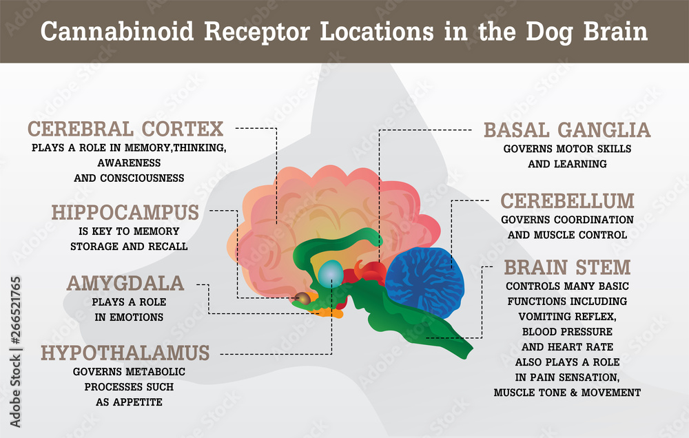 cannabinoid cb1 and cb2 receptor location of dog,vector infographic on ...
