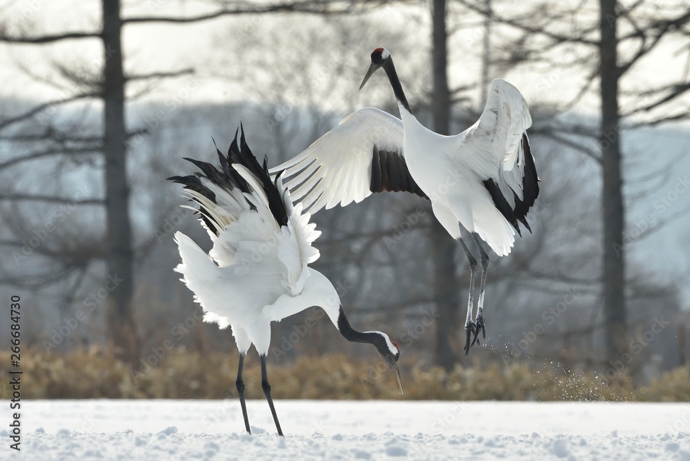 Dancing Cranes. The ritual marriage dance of cranes. The red-crowned ...