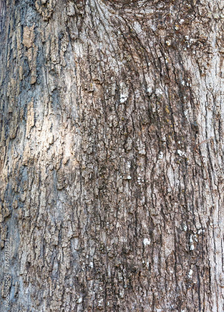 Bark of mango tree. Mango tree , aged 150 years. Stock Photo | Adobe Stock