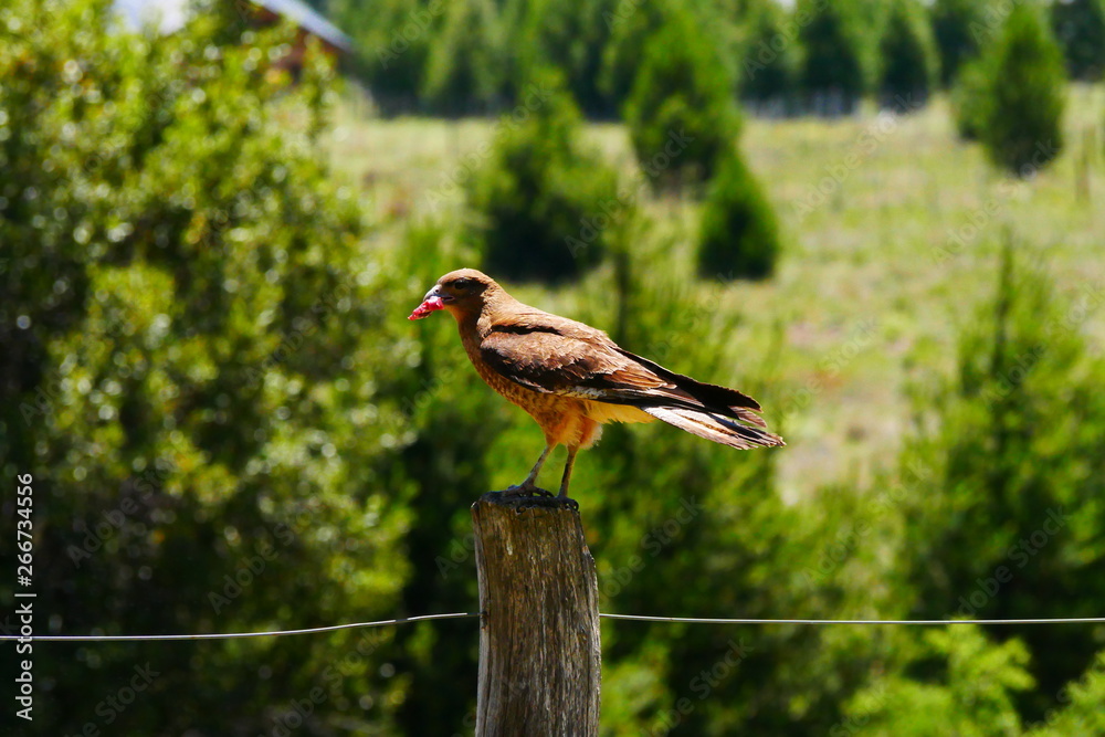 El chimango (Phalcoboenus chimango), también llamado tiuque, chiuque o ...
