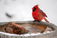 Cardinal At Bird Bath Free Stock Photo - Public Domain Pictures