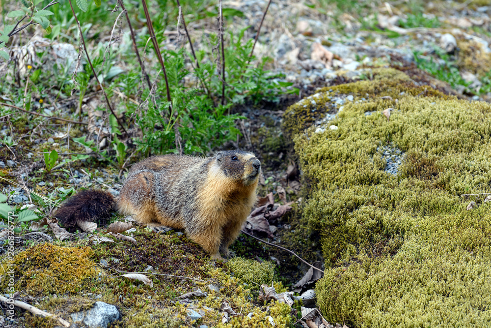 Yellow-bellied marmot (Marmota flaviventris), also known as Rock Chuck ...