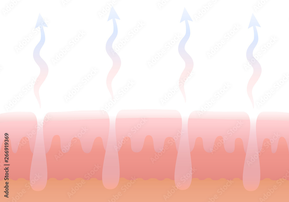 Human cutaneous respiration. Skin breathing. Schematic cross section ...