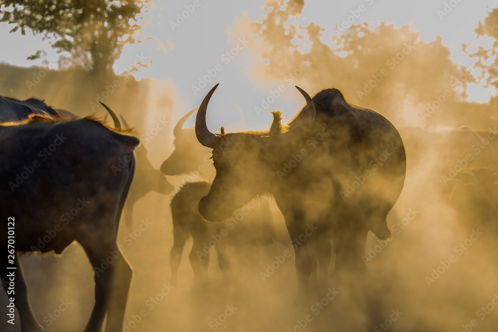 Blurred wallpaper (buffalo flocks) that live together, many of which ...