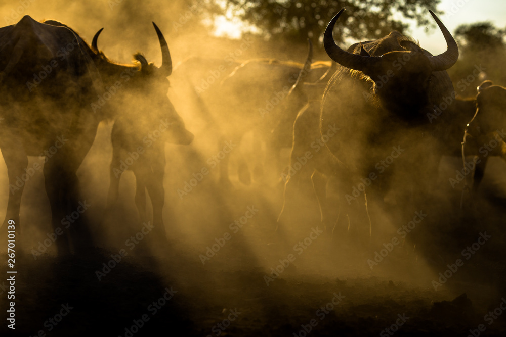 Blurred wallpaper (buffalo flocks) that live together, many of which ...