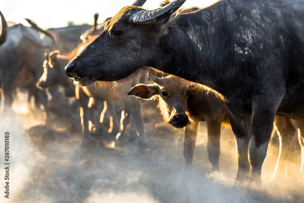 Foto de Stock Blurred wallpaper (buffalo flocks) that live together ...