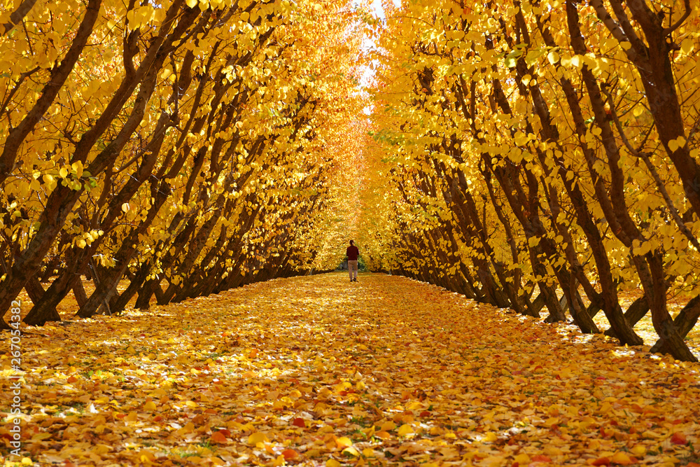 Beautiful gorgeous symmetric row of cherry trees in autumn golden ...