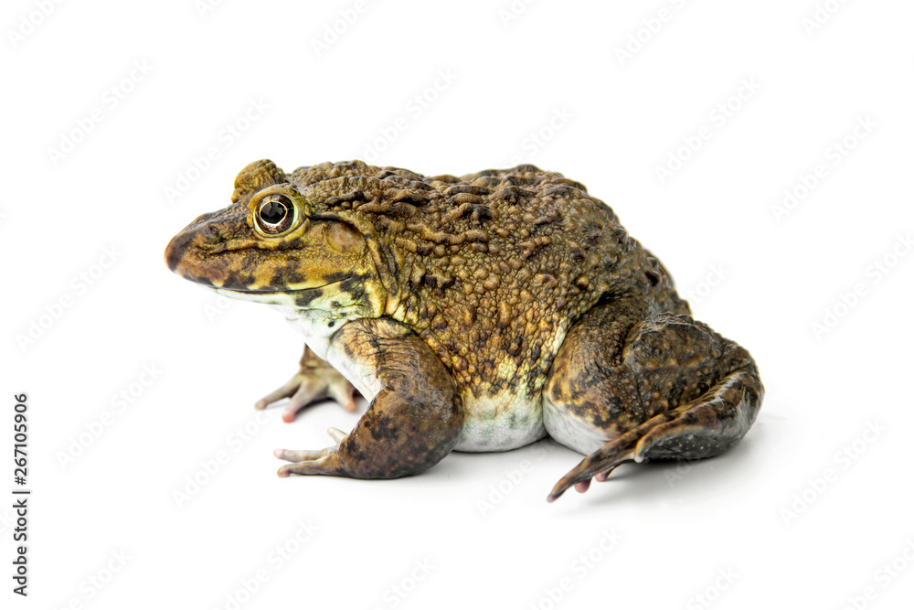 Photo Stock Chinese edible frog, East Asian bullfrog, Taiwanese frog ...