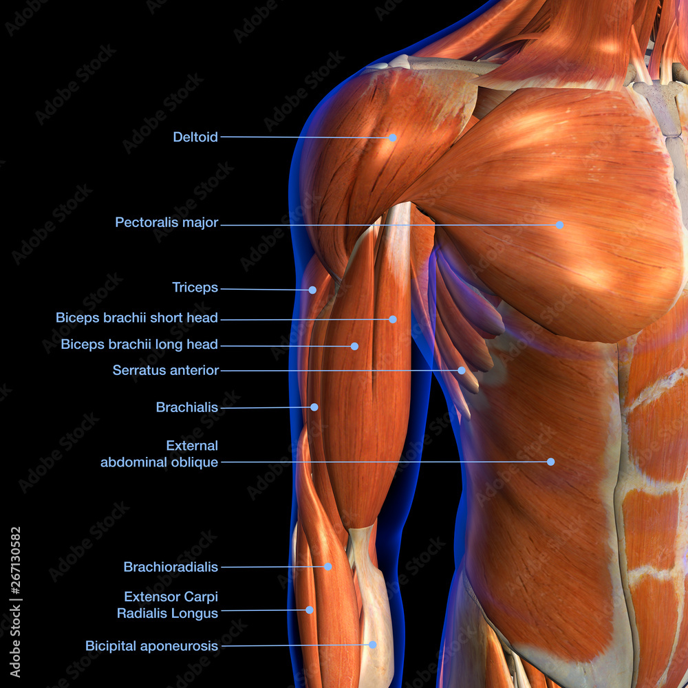 Male Biceps and Chest Muscle Chart Labeled on Black Background Stock ...