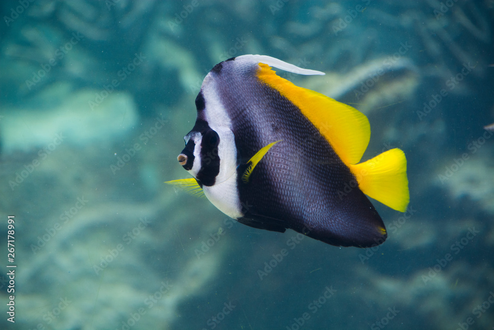 Singular bannerfish (Heniochus singularius) is black, white and yellow ...