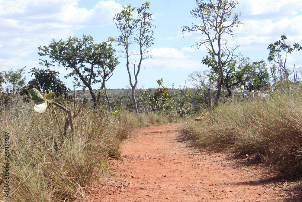 Cerrado in Chapada dos Guimarães, Brazil Stock Photo | Adobe Stock
