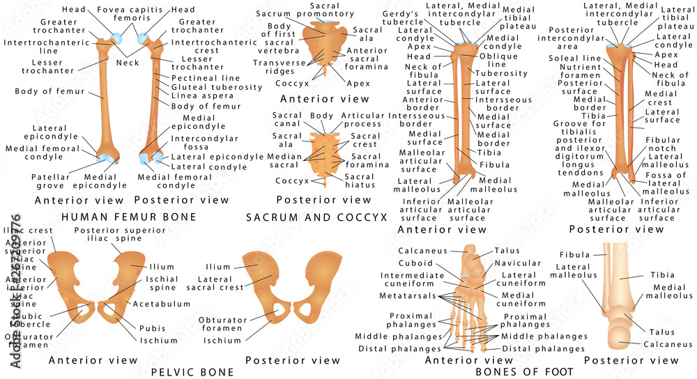 Bones of lower limb of human. Anatomy of a human pelvic girdle and legs ...