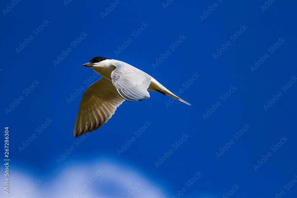 Flying bird. Nature background. Stock Photo | Adobe Stock