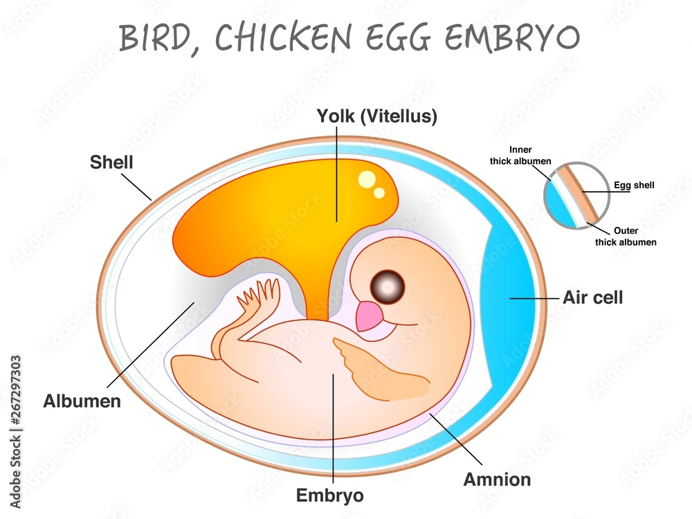 Bird, chicken embryo. Egg embryo anatomy, section. Bird, Chicken Egg ...