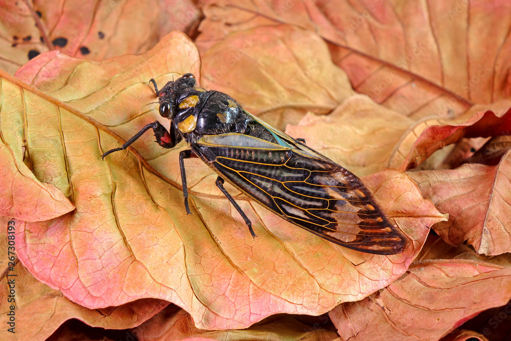 Photo Stock Cicada : Blue butterfly-wings cicada (Distantalna splendida ...