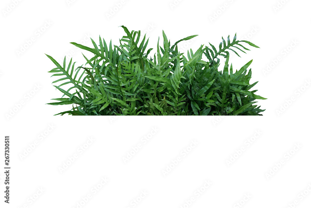 Green leaves Hawaiian Laua'e fern or Wart fern tropical foliage plant ...