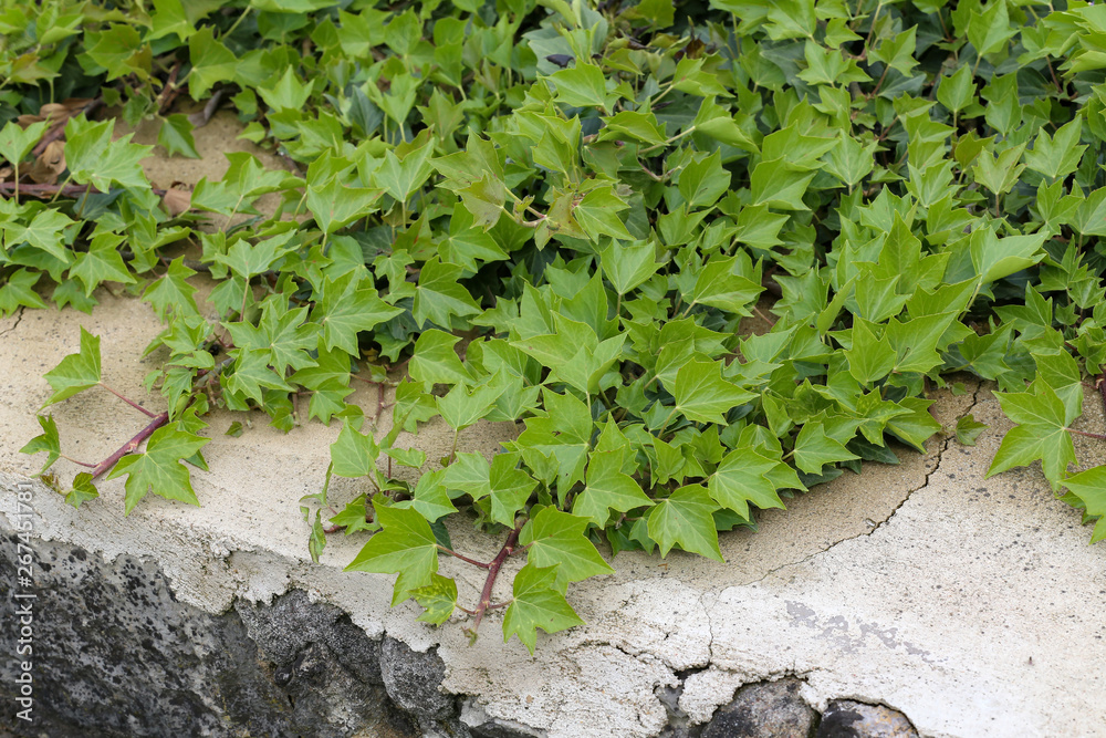 Creeping shrubs clinging to their adventitious roots of the walls Stock ...