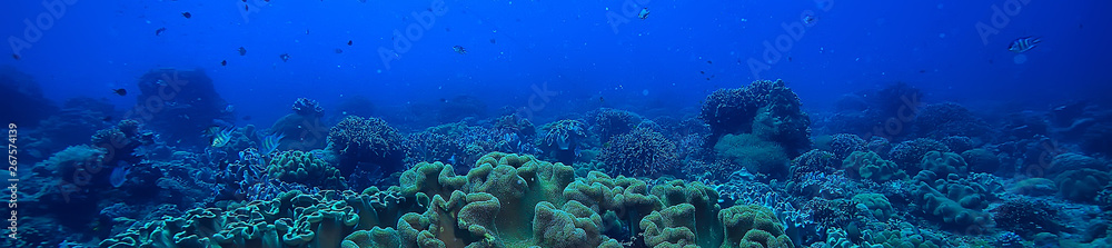 marine ecosystem underwater view / blue ocean wild nature in the sea ...