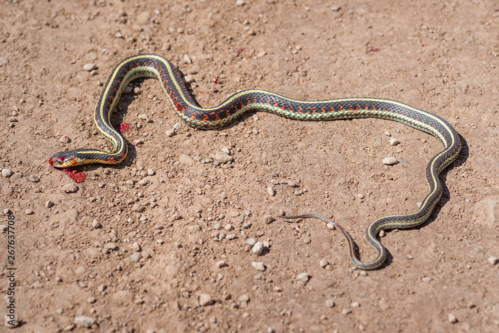 Victims of the Road - Run-Over Snake Stock Photo | Adobe Stock