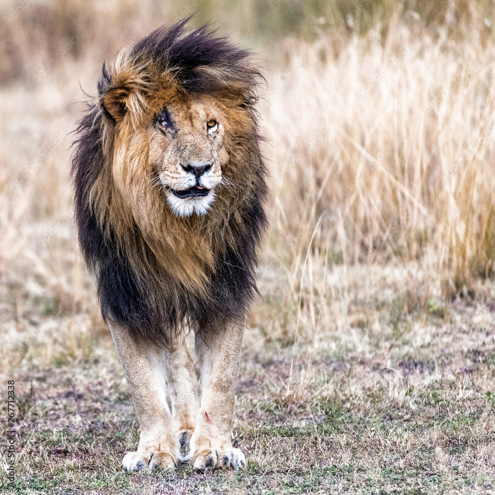 Scarface the Lion King Stock Photo | Adobe Stock