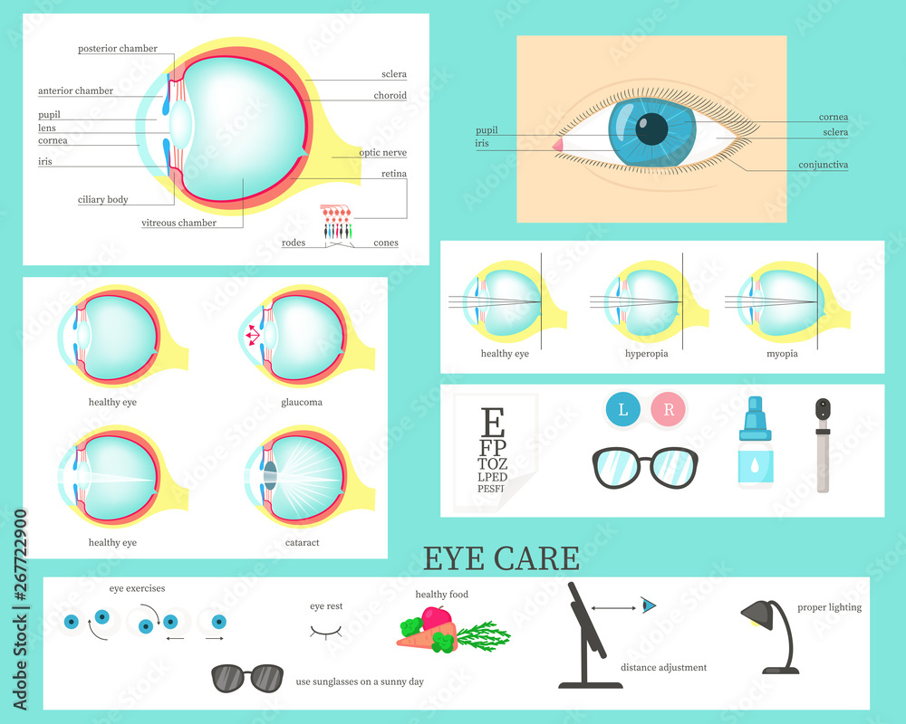 Human eye infographic, vector flat isolated illustration Stock Vector ...