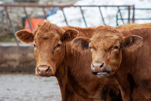 Cow Gossip Free Stock Photo - Public Domain Pictures
