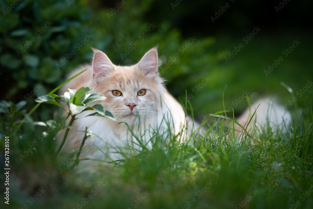 fawn cream colored maine coon cat relaxing in the back yard between ...