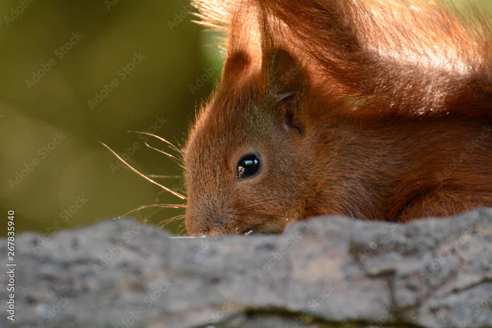 Squirrel Eichhörnchen Eichhorn heimische Tiere Tierportrait Tele Bokeh ...