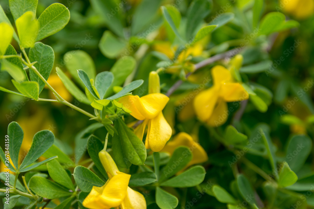 Flowering bush of acacia yellow in a city park. Yellow flowers of ...