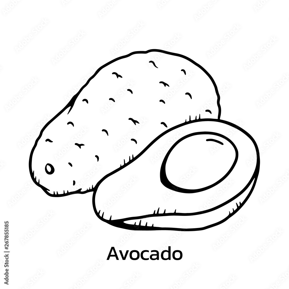 Avocado vector illustration.Avocado line drawing Stock Vector | Adobe Stock