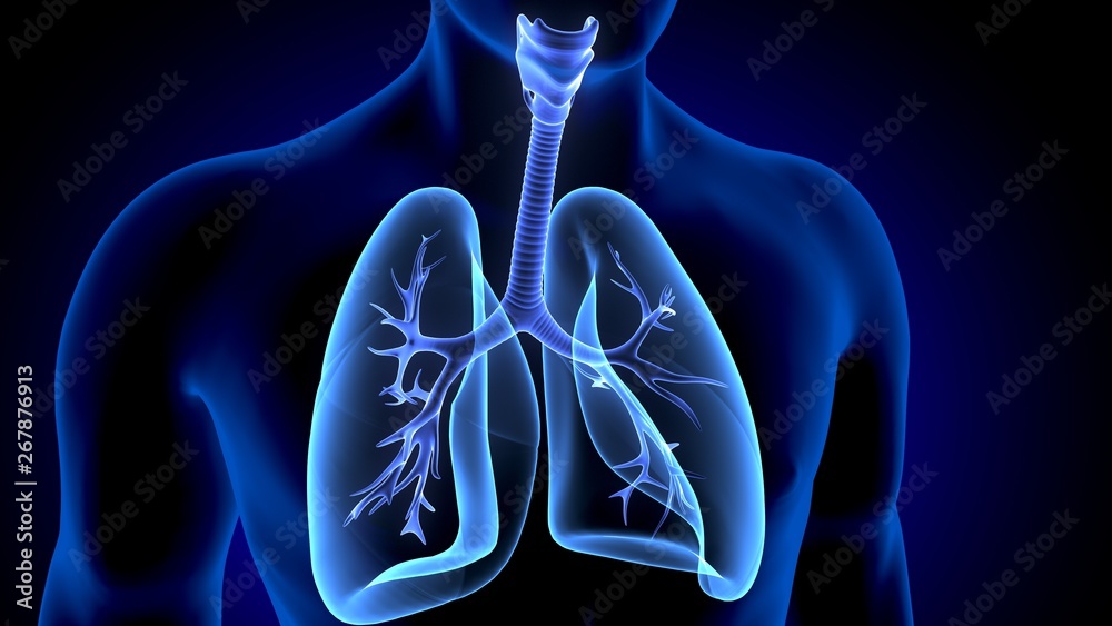 3d, abstract, adult, air, anatomical, anatomy, bean, biology, body ...