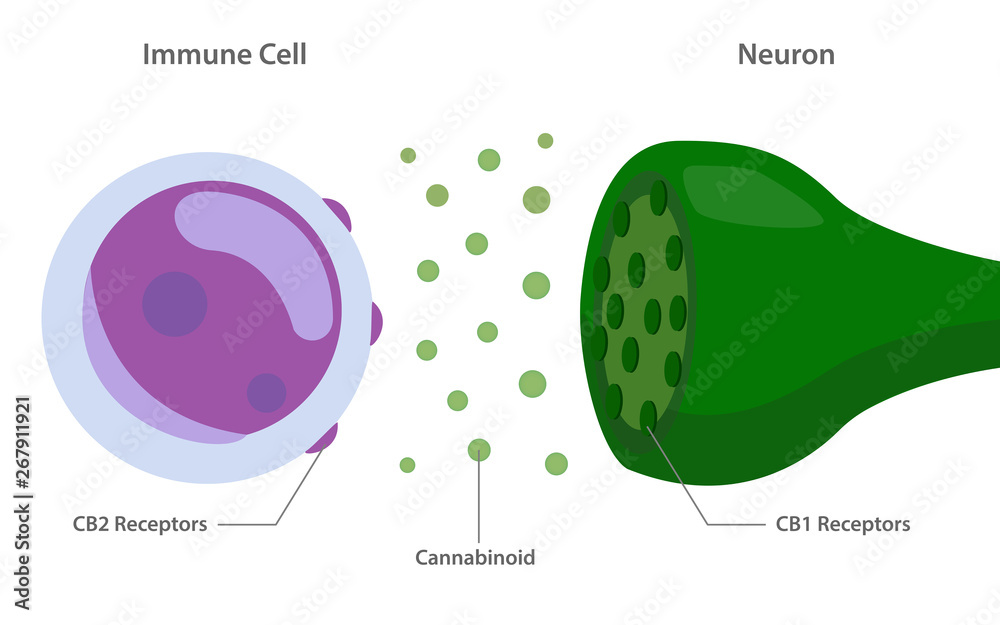 Endocannabinoid System between Immune Cell and Neuron Diagram Stock ...