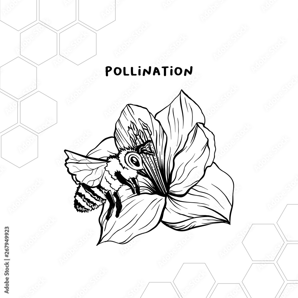 Pollination process hand drawn vector illustration. Honey product store ...