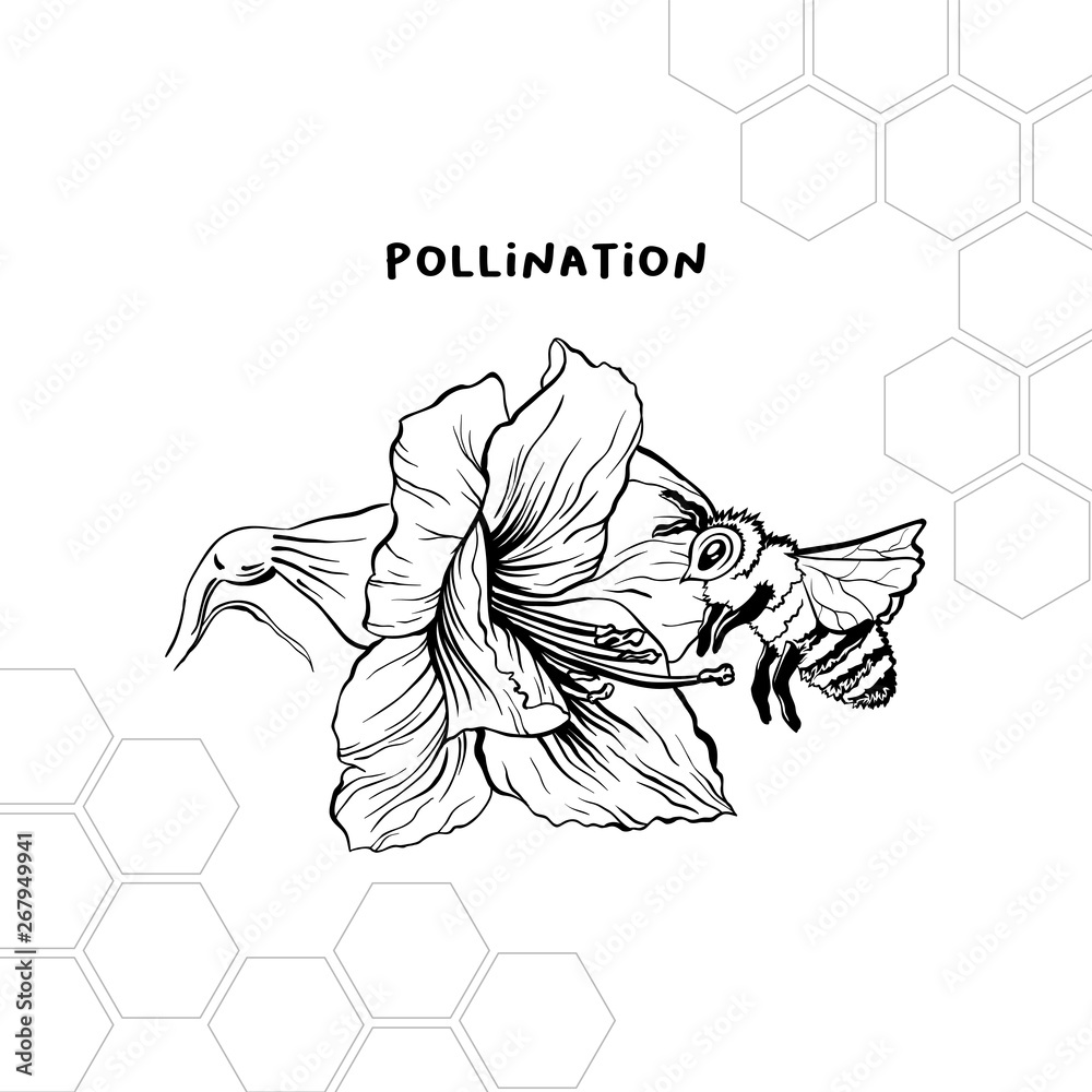 Pollination process hand drawn vector illustration. Honey product store ...